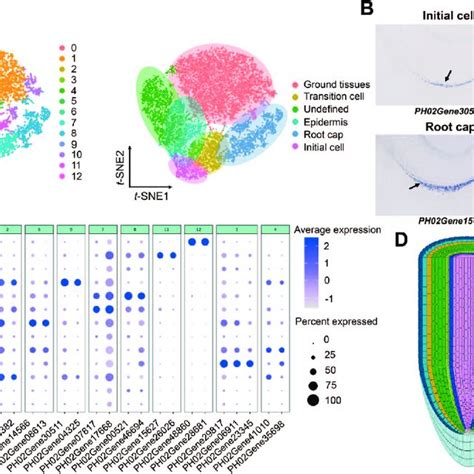 Single Cell Clusters In Moso Bamboo Basal Roots A Two T Sne Plots Of