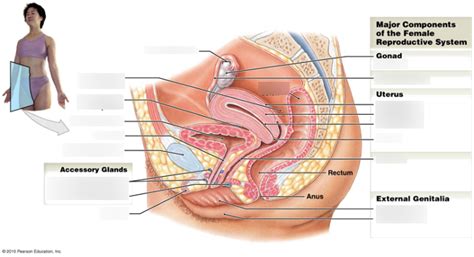 Female Reproductive Diagram Diagram Quizlet