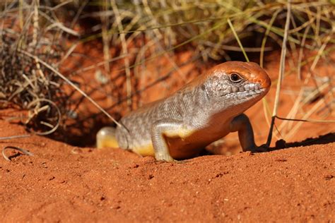 Great Desert Skink Facts And Pictures