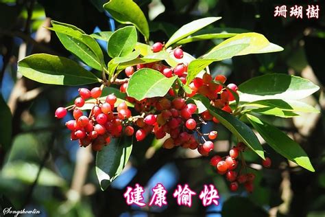 珊瑚樹 Songshowlin Flickr