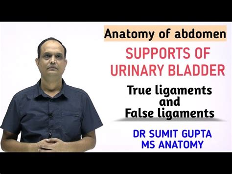 Ligaments Of The Bladder