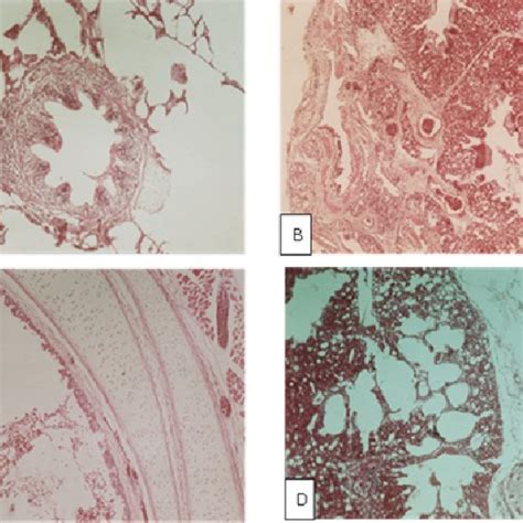 Pdf The Common Respiratory Diseases Of Poultry In Bangladesh Present Status And Future Directions