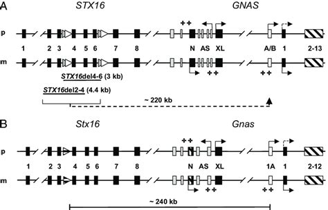comparison of human gnas a and mouse gnas b and the upstream