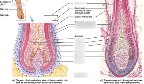 Chapter 5 The Integumentary System Diagram Quizlet