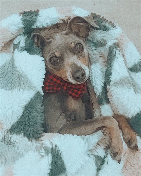 Warning Cuteness Overload R Minpin