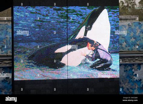 A Photo Of Seaworld Trainer Dawn Brancheau Who Was Dragged To Her