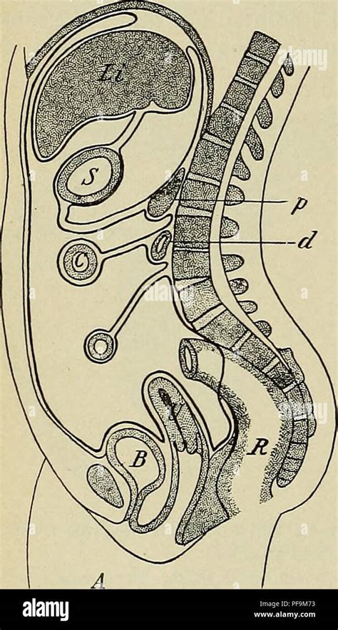 The Development Of The Human Body A Manual Of Human Embryology
