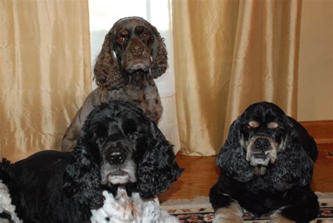 Spencer~cocker Spaniel