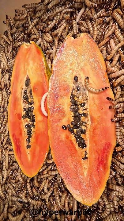 Superworms Vs Papaya Youtube