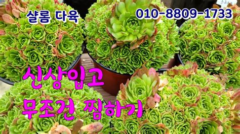 샬롬다육 신상입고 무조건 찜하기 010 8809 1733 Youtube