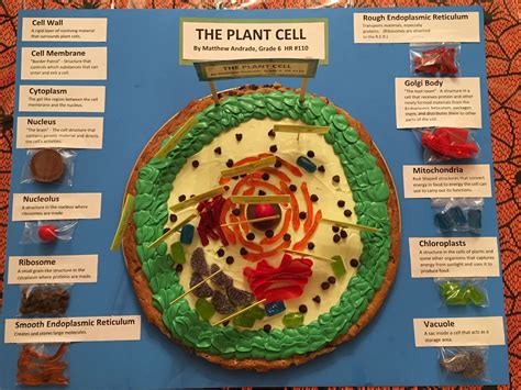 Plant Cell Model Labeled 6th Grade At Yvette Branch Blog