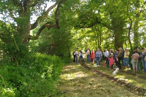 Marcais Le Poirier Au Centre Des Attentions à Marçais Le Berry
