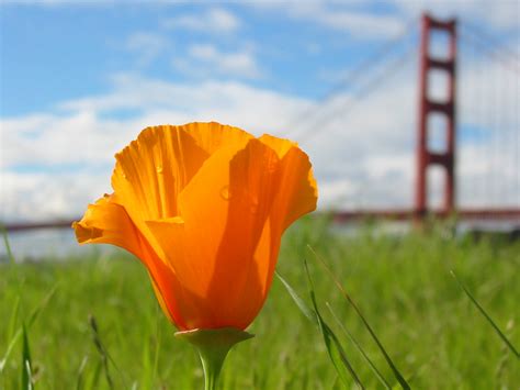Gold State Poppy