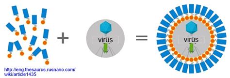 Prof Dr Bilsen Beşergil Oligopeptid Oligopeptide