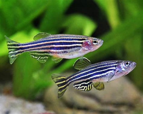 Zebra Danio Care Guide Diet Breeding Tankmates And More