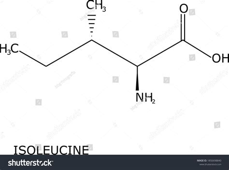 Isoleucine Molecular Structure Isolated On White เวกเตอร์สต็อก ปลอด