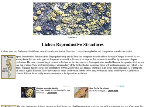 Earth Life Web Lichen Reproduction Handout For 9th 10th Grade Lesson Planet