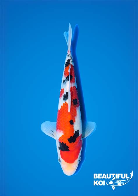Sanke Beautiful Koi