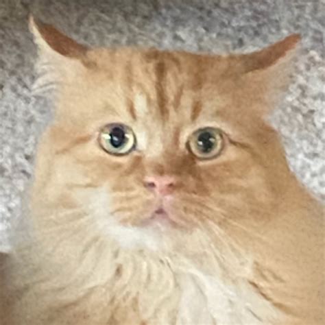 Gilbert Contest Entry 45038 Modern Cat