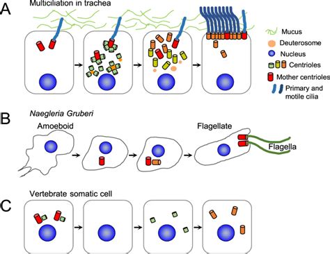Centriole Amplification In Multiciliated Cells And Centriole De Novo