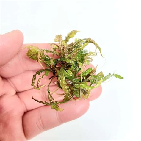 گیاه آبزی آکواریوم پلنت هیگروفلیا پیناتیفیدا Hygrophila Pinnatifidaپک 3 شاخه ایزی پلنت