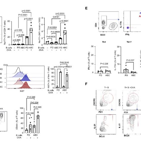 Abcs Induce Stronger T Cell Activation And Tfh Differentiation A Tcr