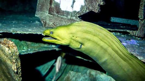 Moray Eel Regulations At Jonathan Landseer Blog