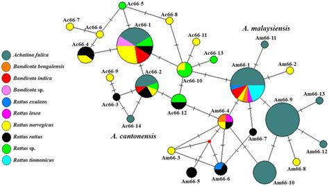 median joining haplotype networks of a cantonensis and a malaysiensis