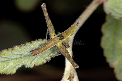 Monkey Grasshopper Stock Image Image Of Arthropod Green 196066315