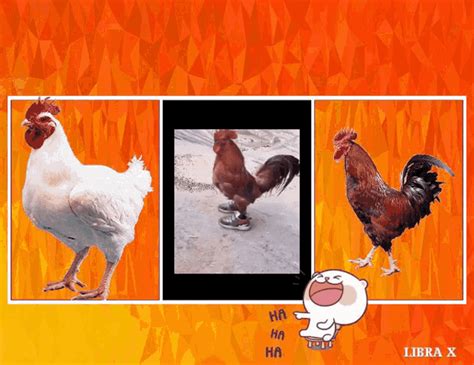 Funny Chicken Memes