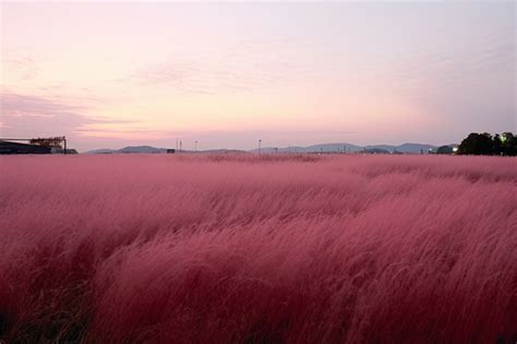 Light Field With Grass And Pink Grass Background Autumn Gyeonggi Do