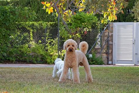 Find Your Perfect Long Haired Chihuahua Poodle Mix Today The