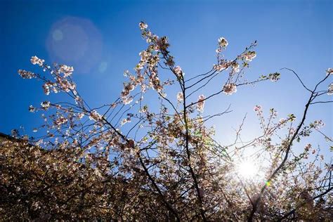 Чим підживити вишню для солодких плодів є секретний засіб Читайте на Ukr Net