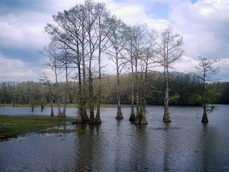 Exploring Caddo Lake Texas Mysterious Cypress Swamp And Wetlands Texas Happens