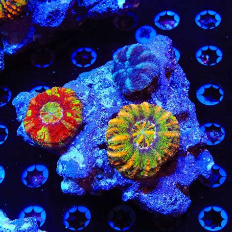 Rainbow Button Scoly Combo Rock Colony Coral Top Shelf Aquatics