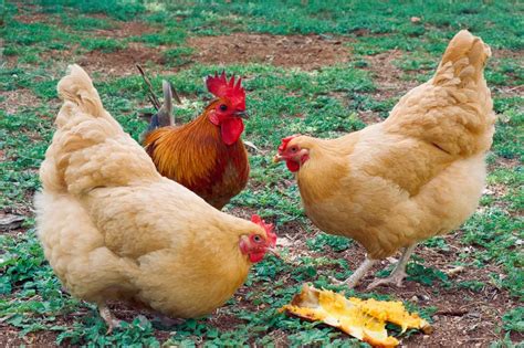 Buff Orpington Chickens Everything You Need To Know