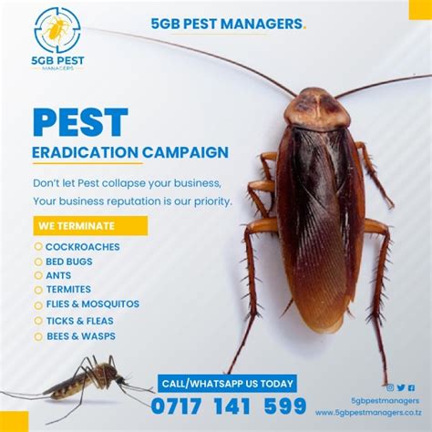 Bed Bugs Eradication 5gb Pest Managers