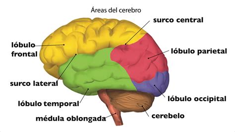 Partes Del Cerebro Humano