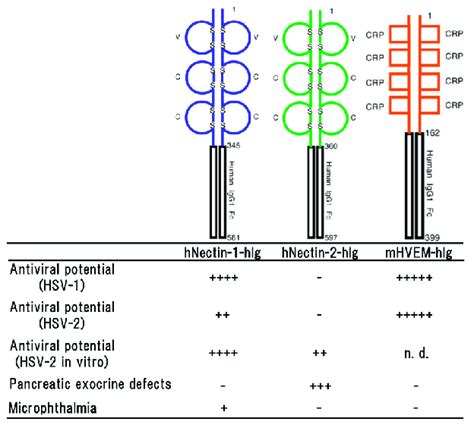 Schematic Representation Of A Soluble Form Of Human Nectin 1 Download Scientific Diagram