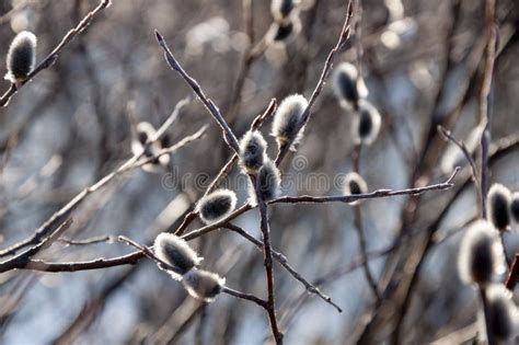 Branch Of Pussy Willow Tree With Tiny Fluffy Blossom Catkin In Early
