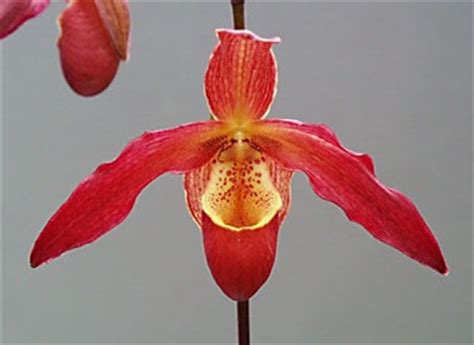 Phrag Sargent Eric Eric The Red Eric Young Rocket Fire [4n] X Sargentianum Orchidweb
