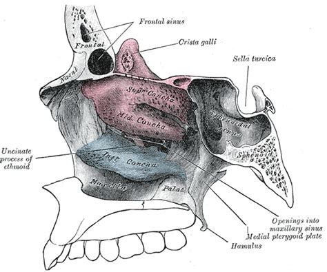 Ethmoid Bone Labeled Nasal Septum