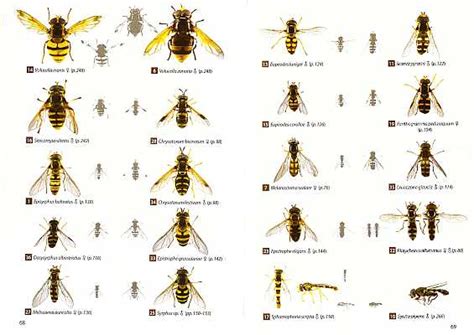 Britains Hoverflies A Field Guide [2nd Ed ] Von Ball S And Morris R 2015 Conchbooks