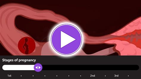 Human Reproduction Reproduction Ks3 Biology Bbc Bitesize Bbc Bitesize