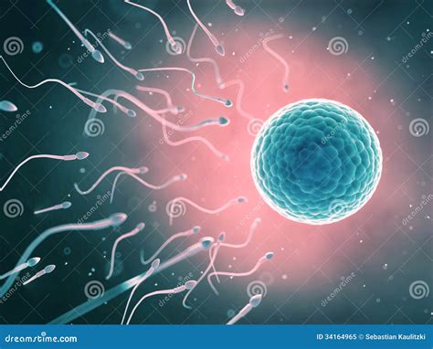 The Fertilization Stock Illustration Illustration Of Fertile 34164965