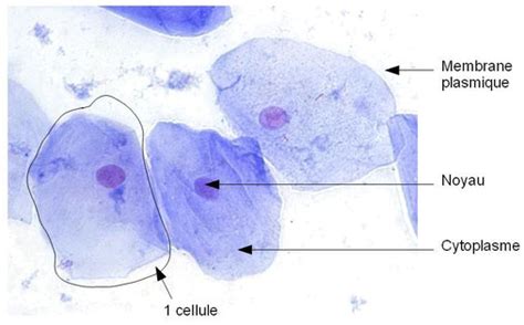 Chapitre 1 Une Même Espèce Mais Tous Différents Site De Cours De