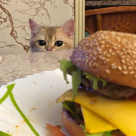 Cat Wants Cheeseburger Blank Template Imgflip