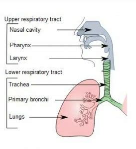 Respiratory Tract And Mucosa Flashcards Quizlet