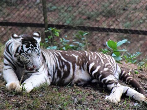 Black Tigers Rare Mutation Behind Similipal Tiger Reserves Signature