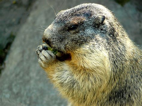 Marmota Alpina Características Nome Cientifico E Fotos Mundo Ecologia